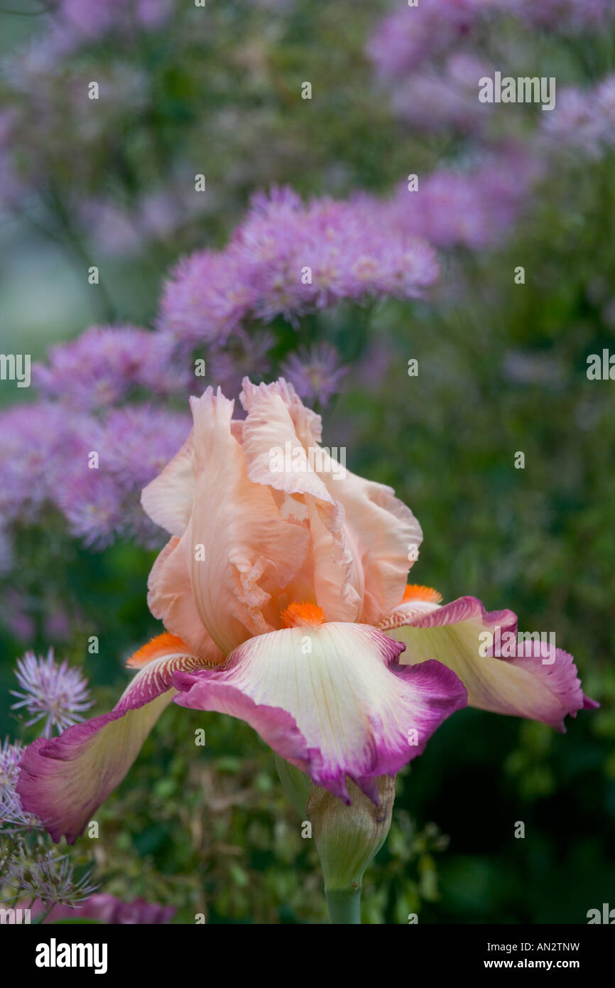 Flower Garden of Bearded Iris just north of Salem, Oregon Stock Photo ...