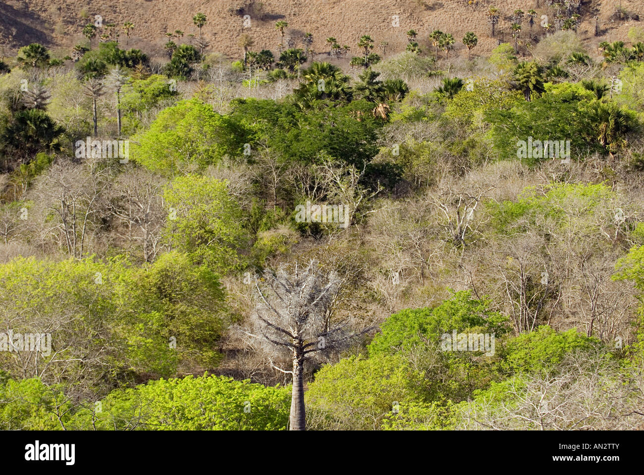 Scenic view of flora on Komodo Island Komodo National Park Indonesia ...
