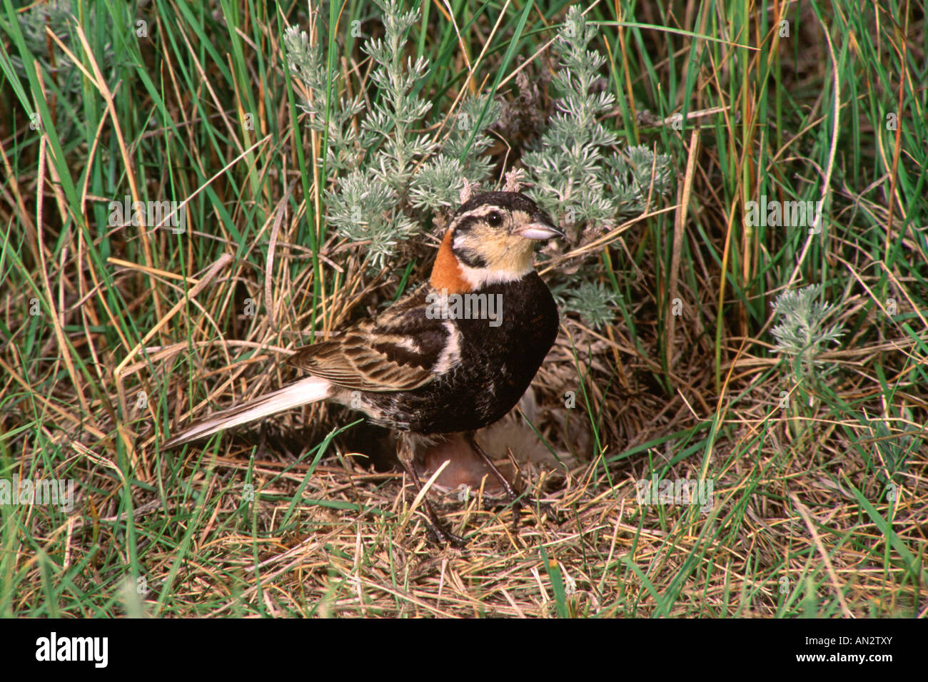 Chestnut collared Longspur at Nest Stock Photo - Alamy