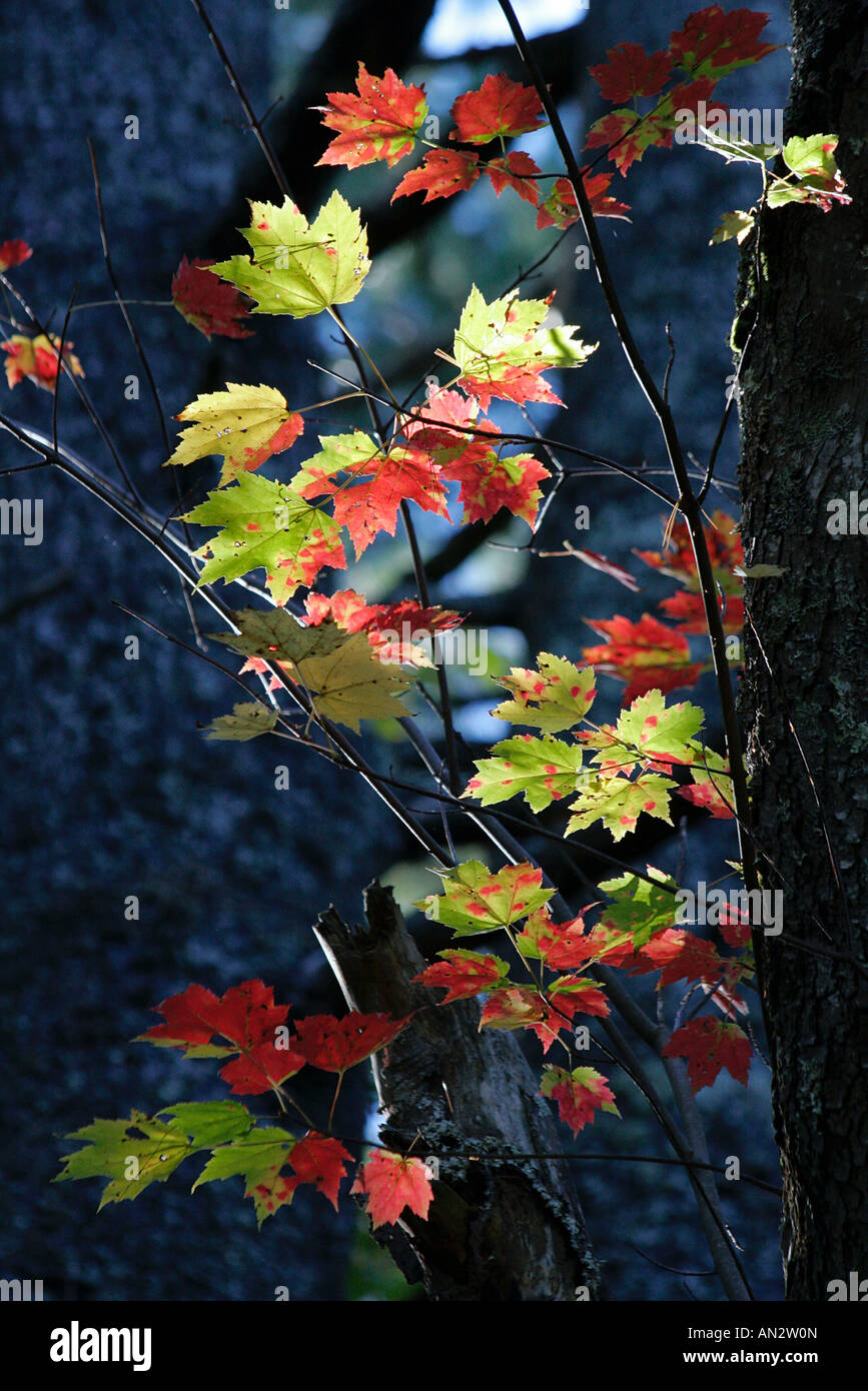 Autumn leaves in Maine Stock Photo - Alamy