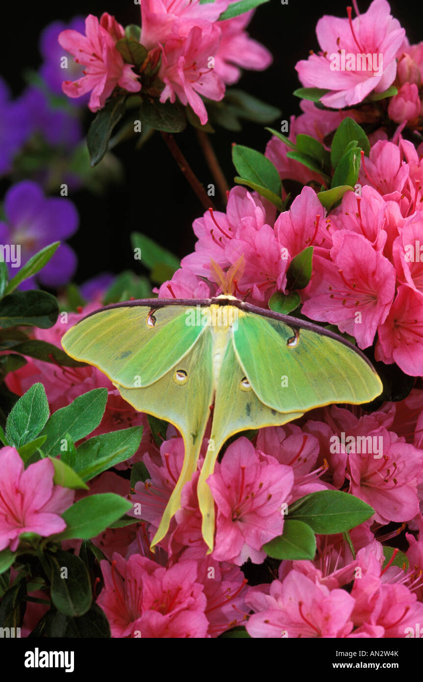 USA, Pennsylvania, Luna moth on pink azaleas Stock Photo - Alamy