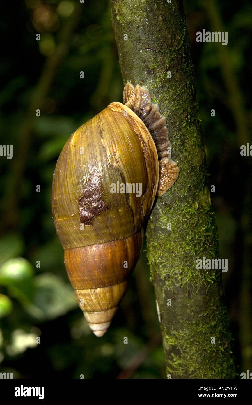Giant Land Snail Stock Photo - Alamy