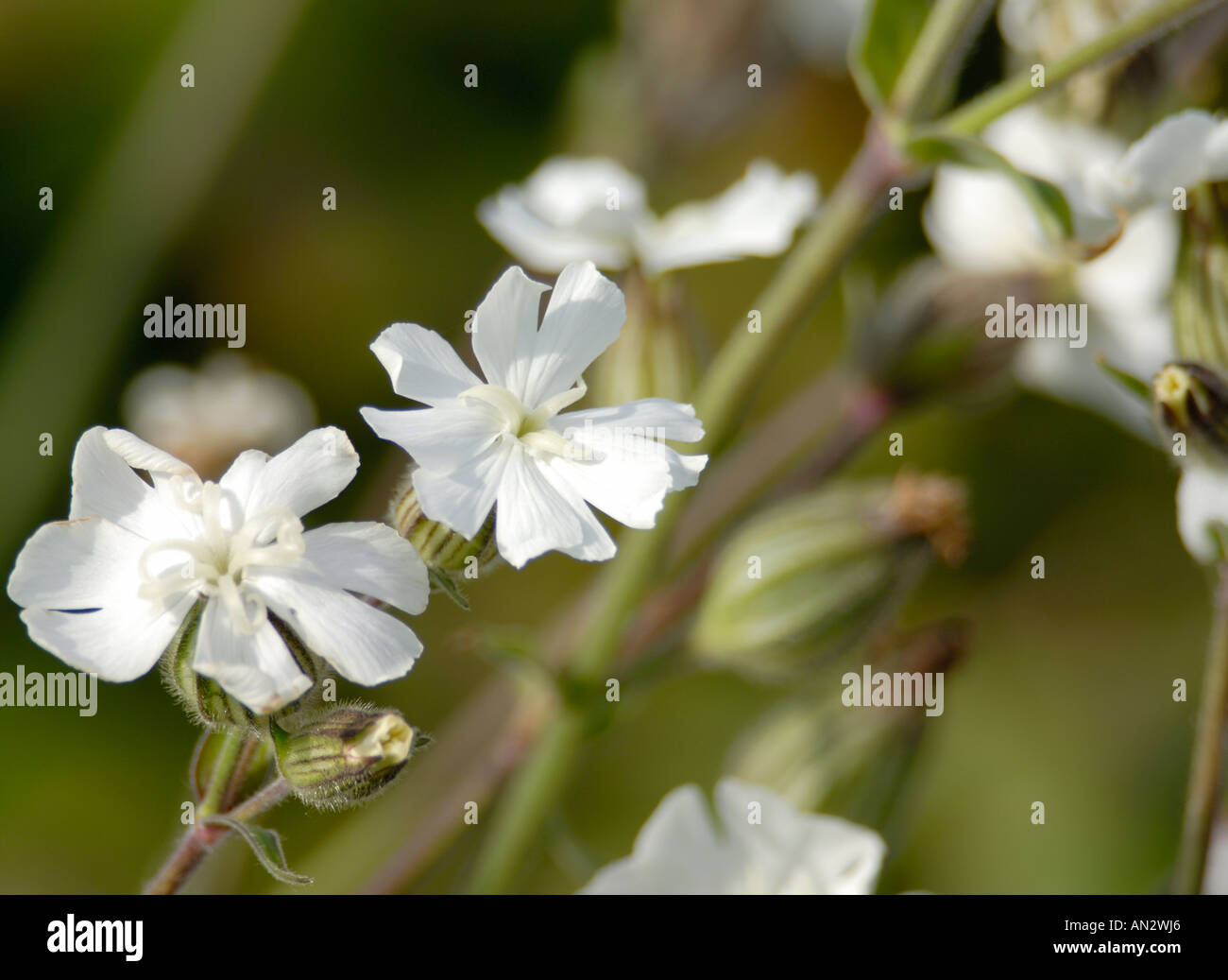 Female flowers of White Campion Silene alba typically with five styles ...