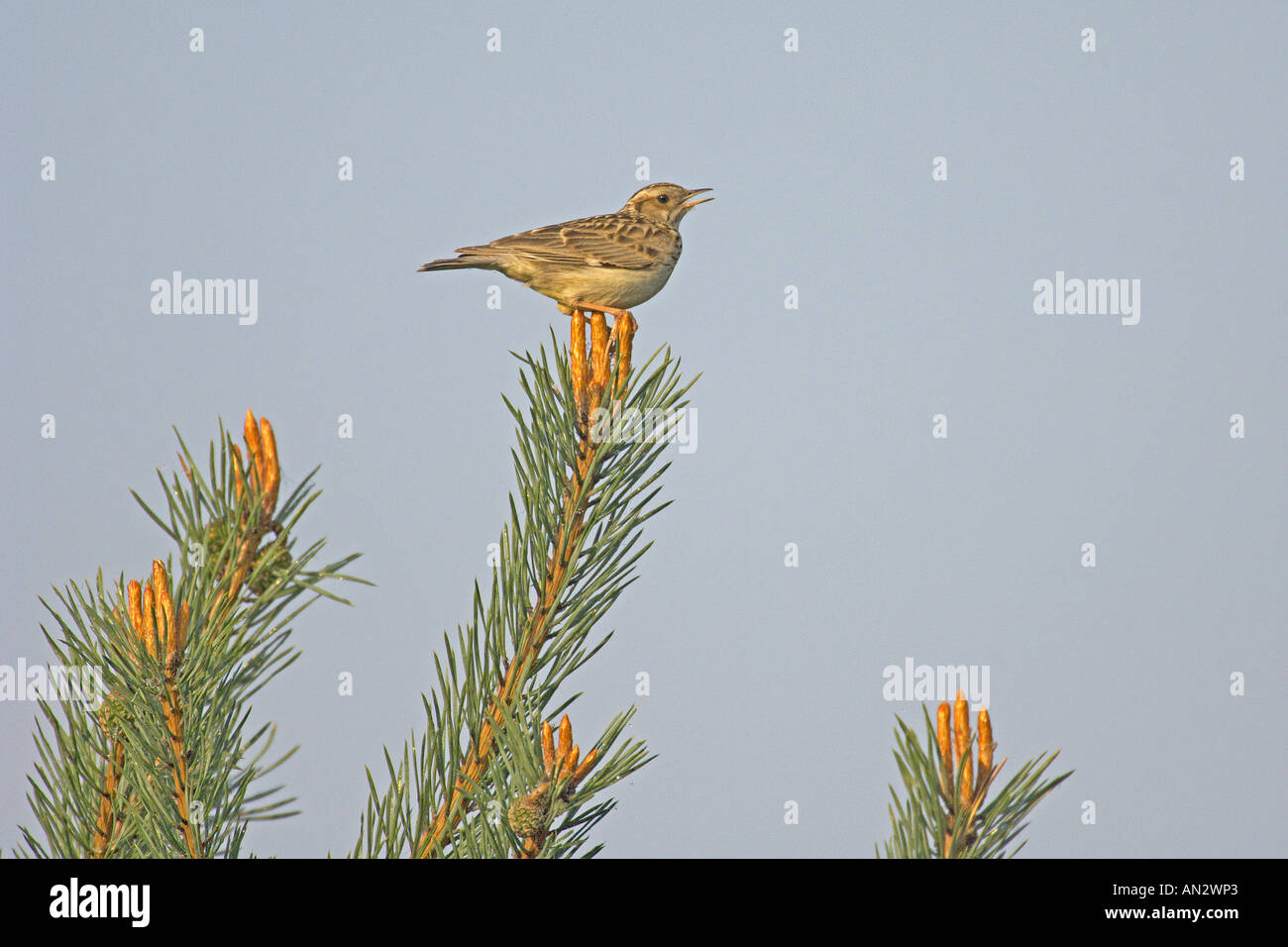 Woodlark bird hi-res stock photography and images - Alamy