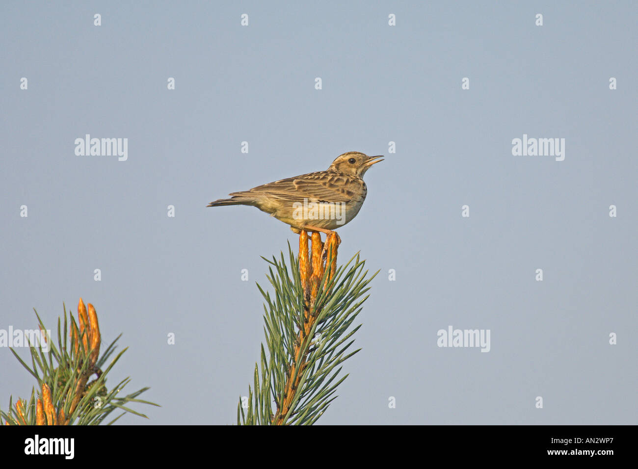 Woodlarks hi-res stock photography and images - Alamy
