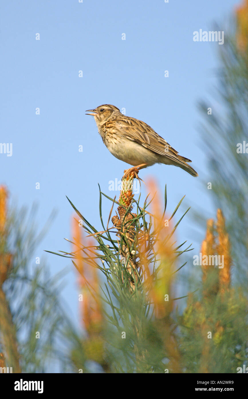 Woodlarks hi-res stock photography and images - Alamy