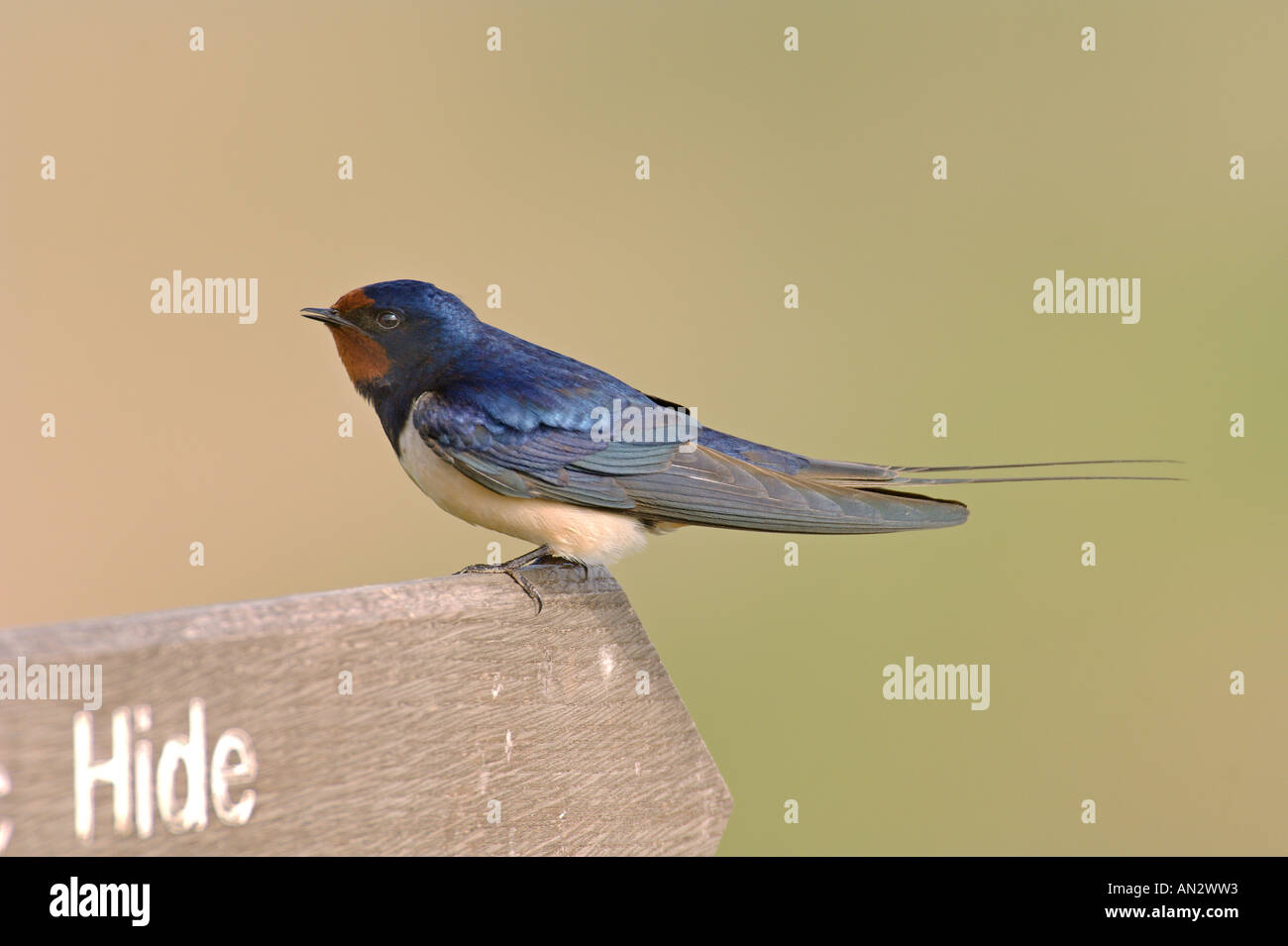 Barn Swallow Hirundo rustica adult perched on nature reserve sign ...