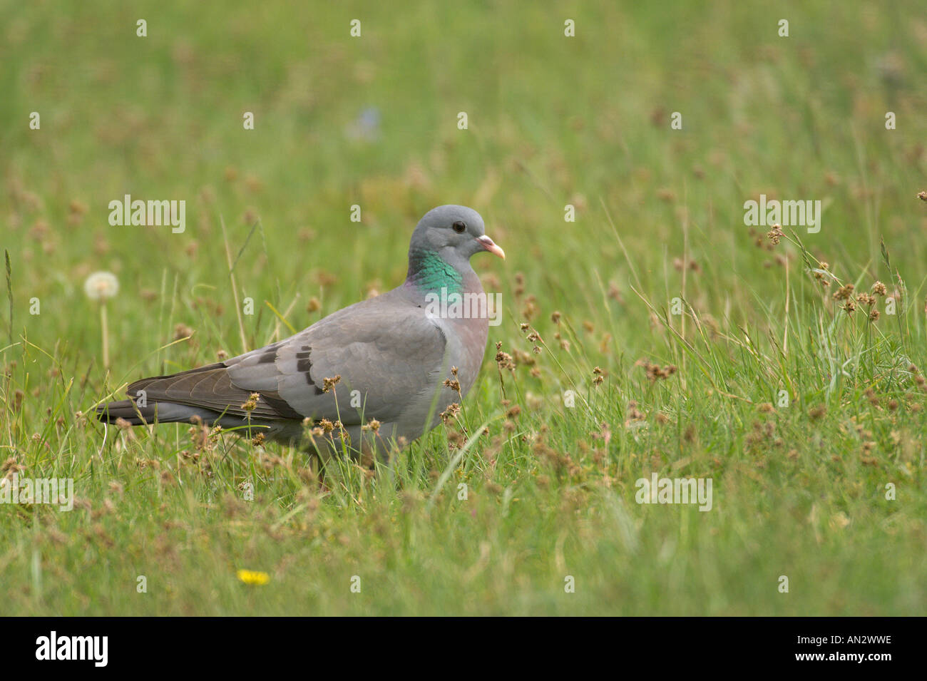 Weeting heath hi-res stock photography and images - Alamy
