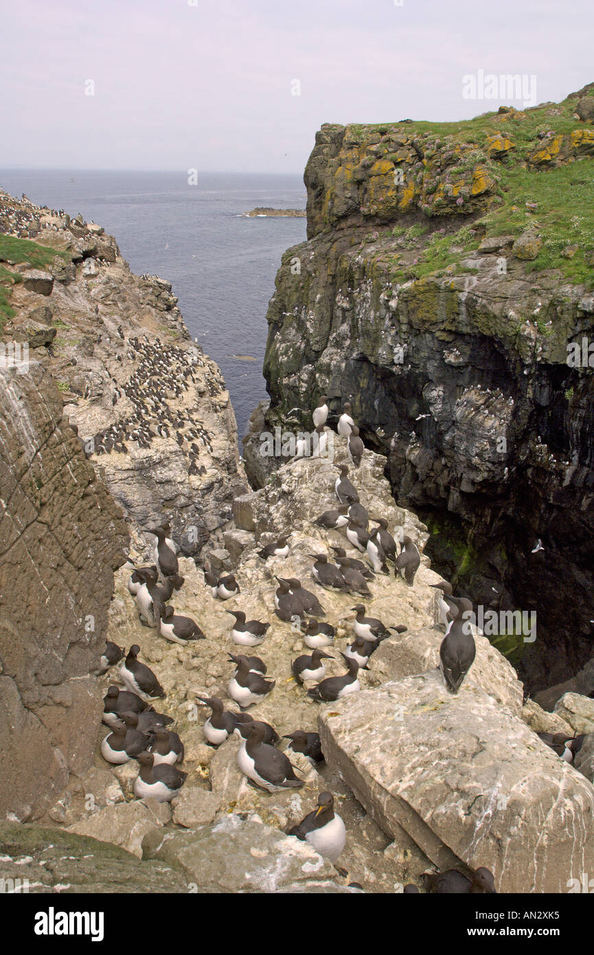 Common guillemot Uria aalge breeding colony Harp Rock Isle of Lunga ...