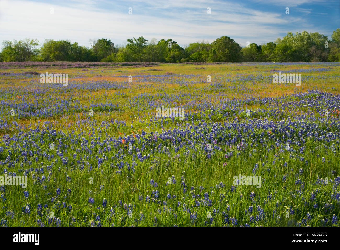 Texas Blue Bonnets, Vetch in meadow near Brenham, Texas Stock Photo - Alamy