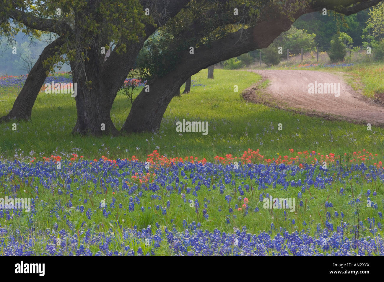 Oak Trees, Blue Bonnets, Indian Paint Brush with curved dirt road near ...