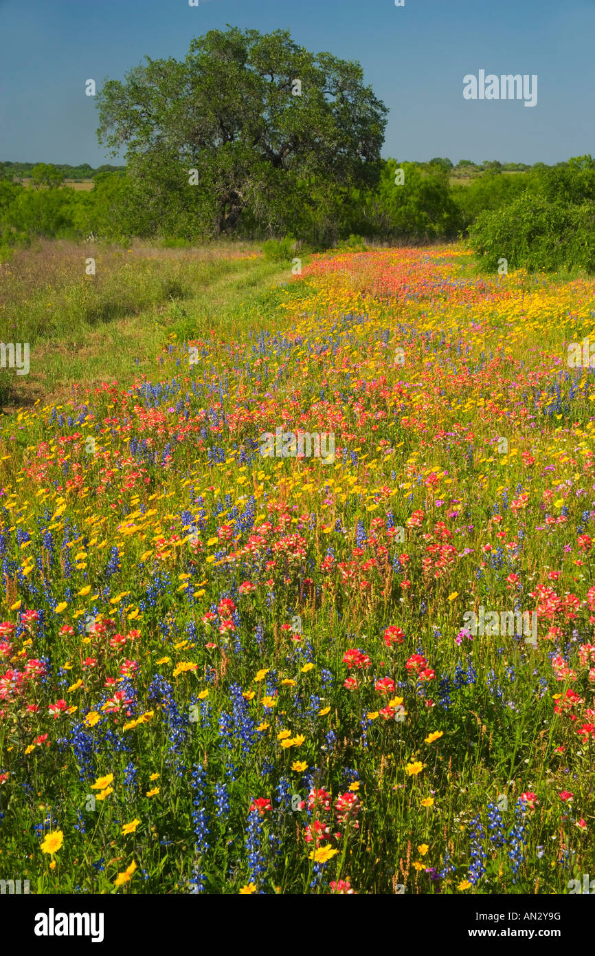 Springtime with field of Texas Wildflowers and Oak Tree near Pleasanton ...