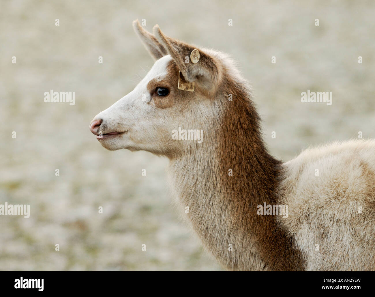 A female white Red Deer seen in the early winter sunlight at Culzean ...