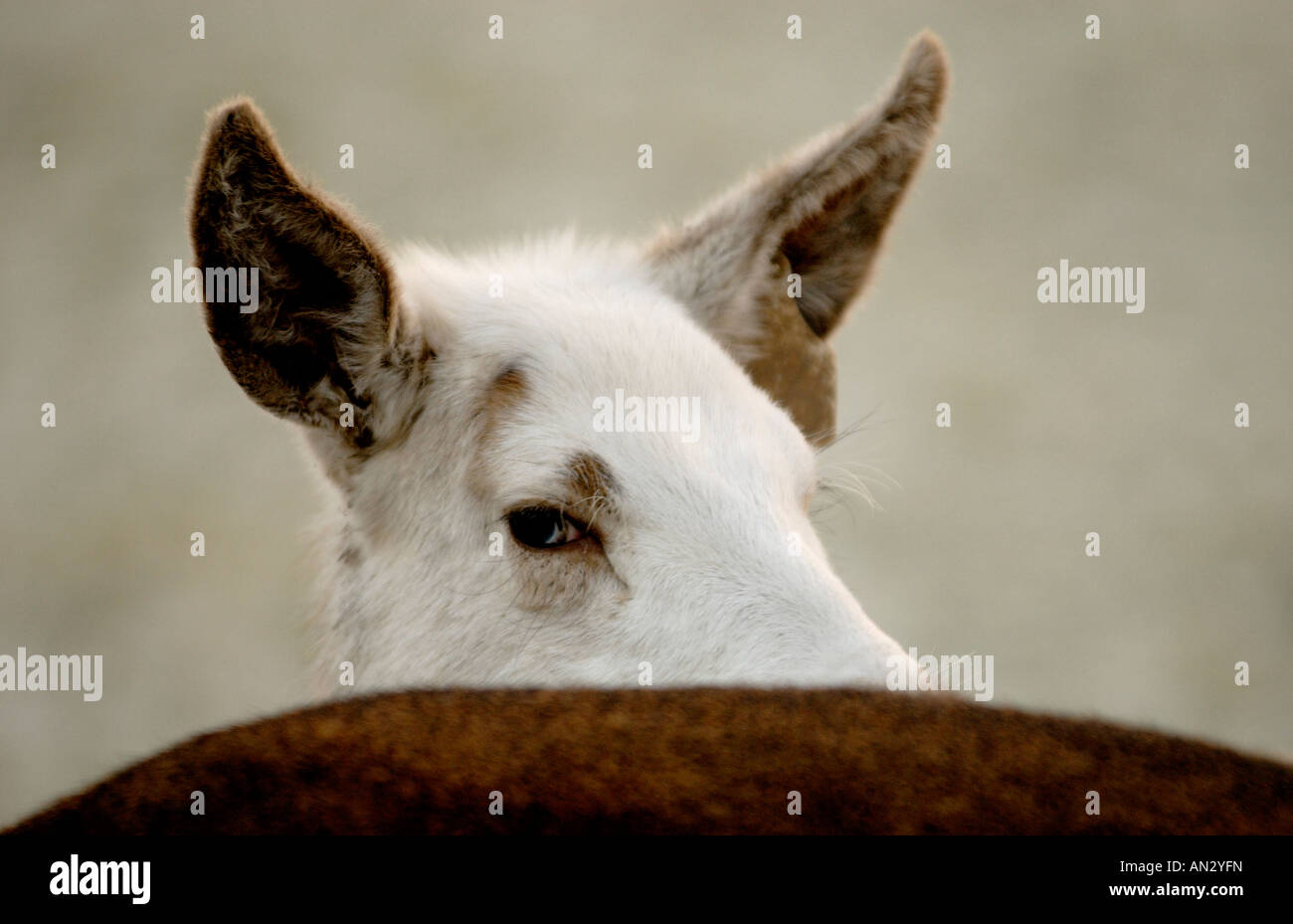 A female white Red Deer seen in the early winter sunlight at Culzean ...