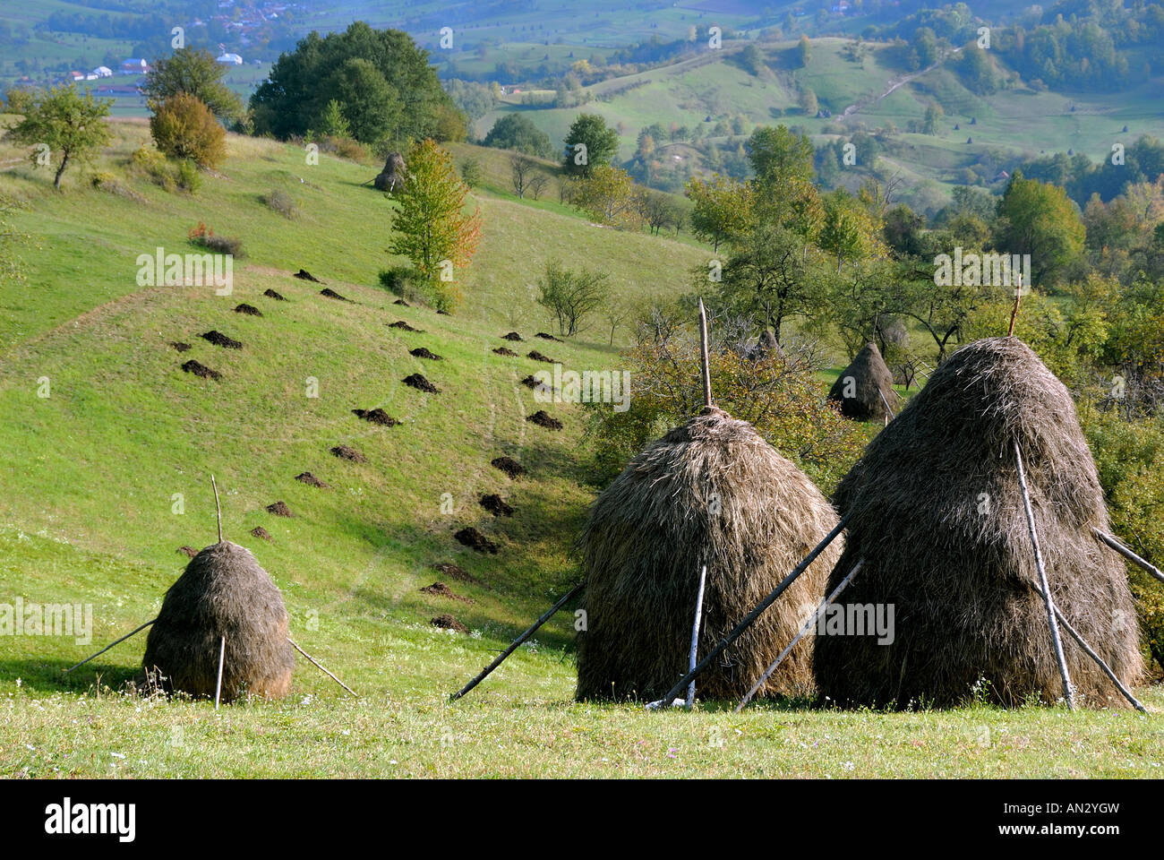 Haystacks in Transylvania, Romania Stock Photo - Alamy