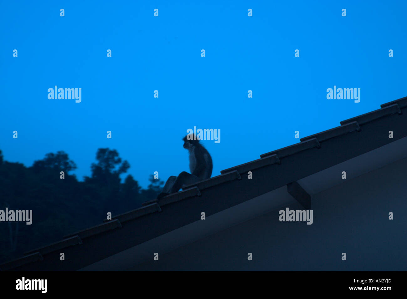 Monkey on the roof hi-res stock photography and images - Alamy
