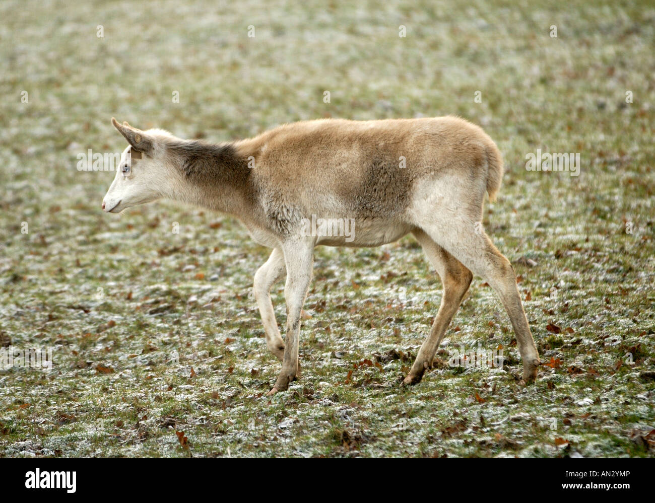 A female white Red Deer seen in the early winter sunlight at Culzean ...