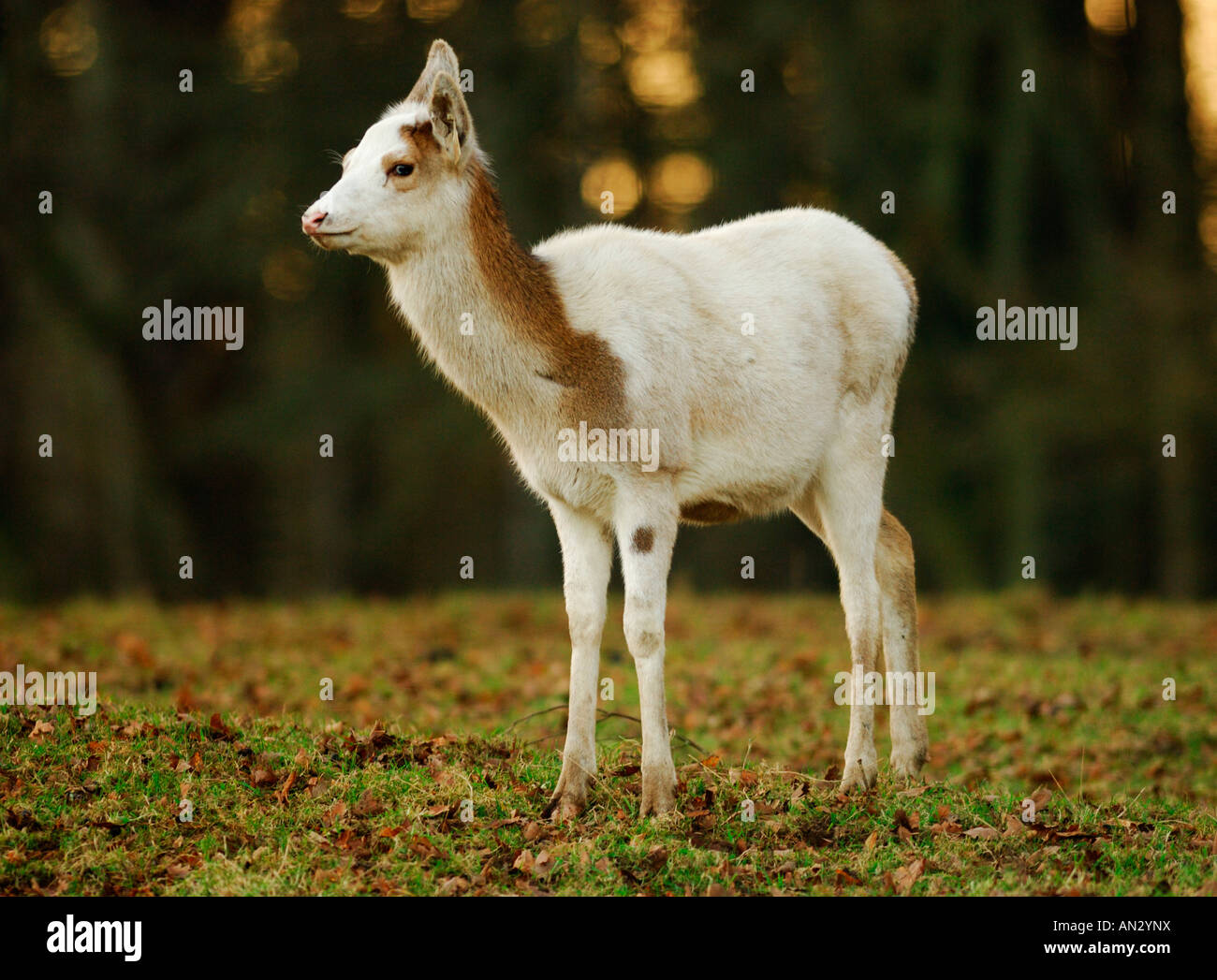 Scotland female red deer winter hi-res stock photography and images - Alamy
