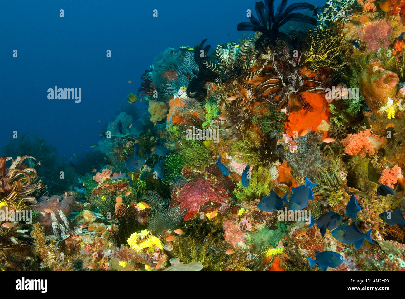 Reef scenic with red tooth trigger fishes Odonus niger Komodo National ...