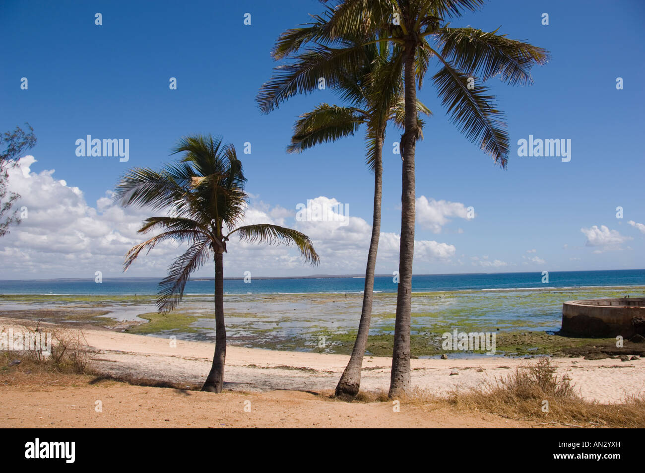 Small coconut tree hi-res stock photography and images - Alamy