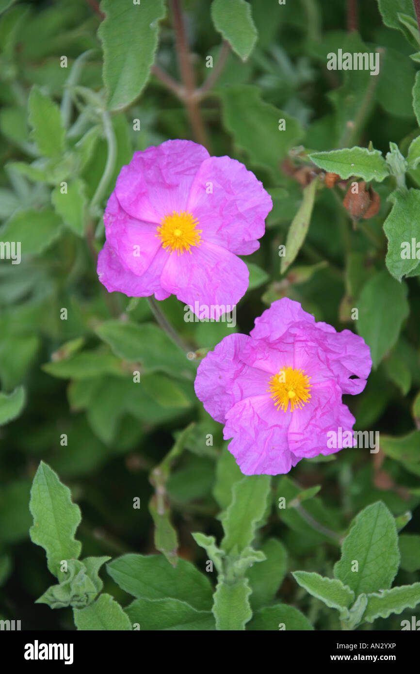 Cistus incanus ssp creticus, Cistaceae Stock Photo - Alamy
