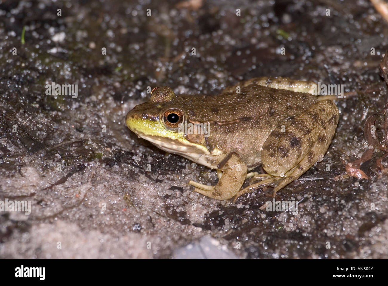 Green Frog Rana clamitans Lake Arbutus County Park Jackson CO Wisconsin ...