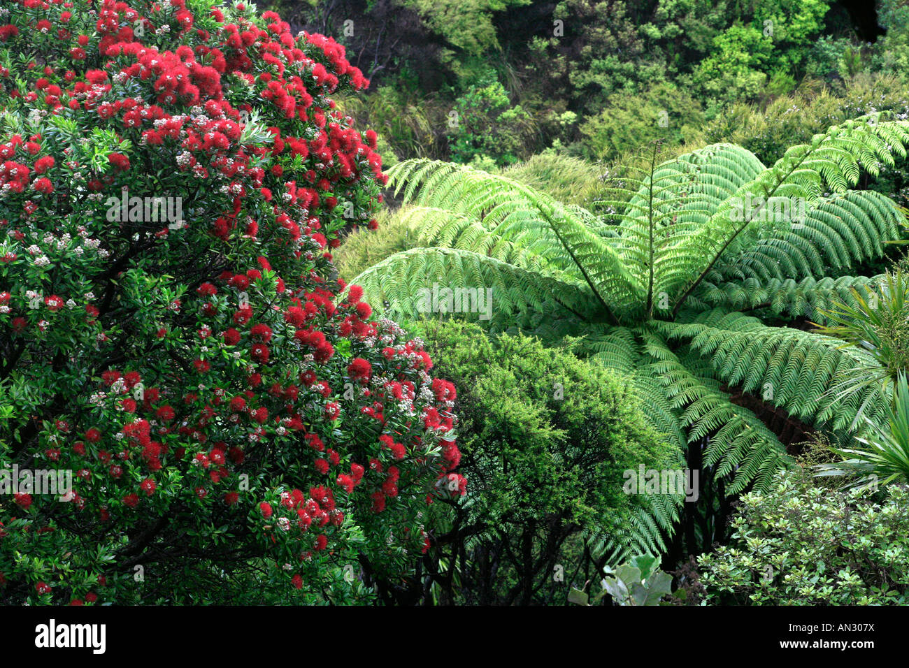 Pohutukawa flower and tree fern Great Barrier Island NZ Stock Photo - Alamy