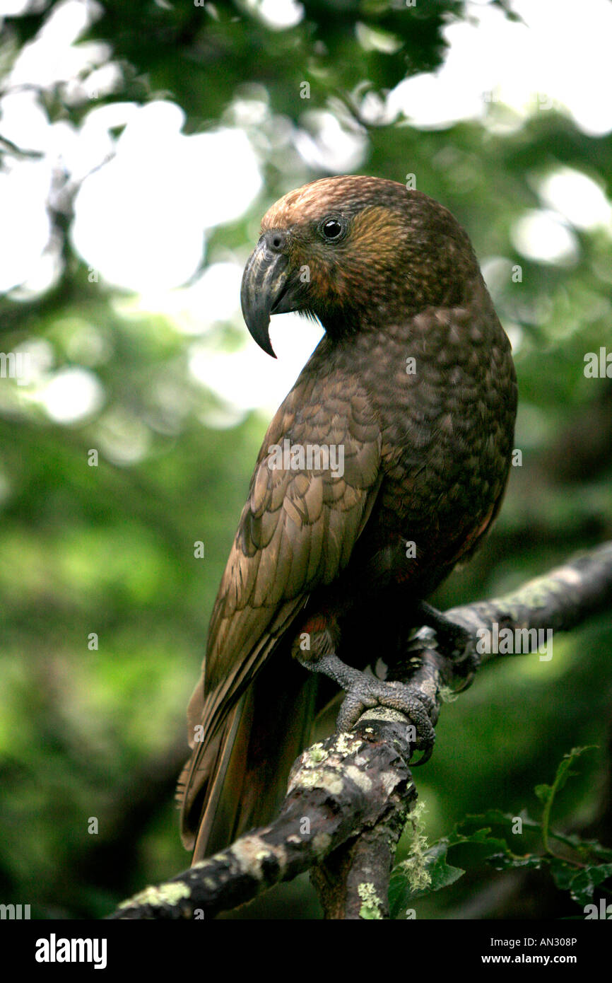 Kaka parrot Great Barrier Island New Zealand Stock Photo - Alamy