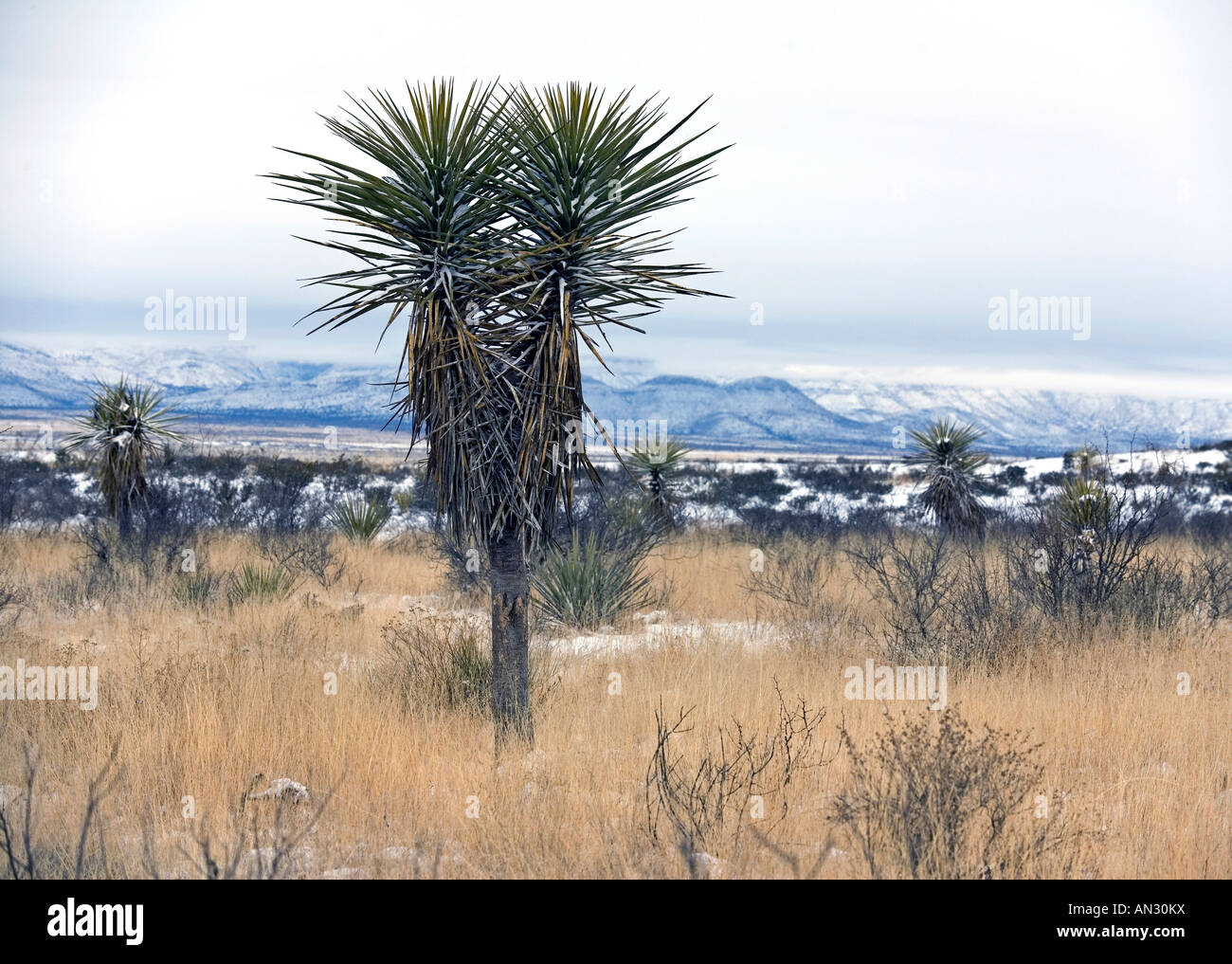 USA, Texas, Marathon. Winter landscape with Yuccas in the Texas part of ...