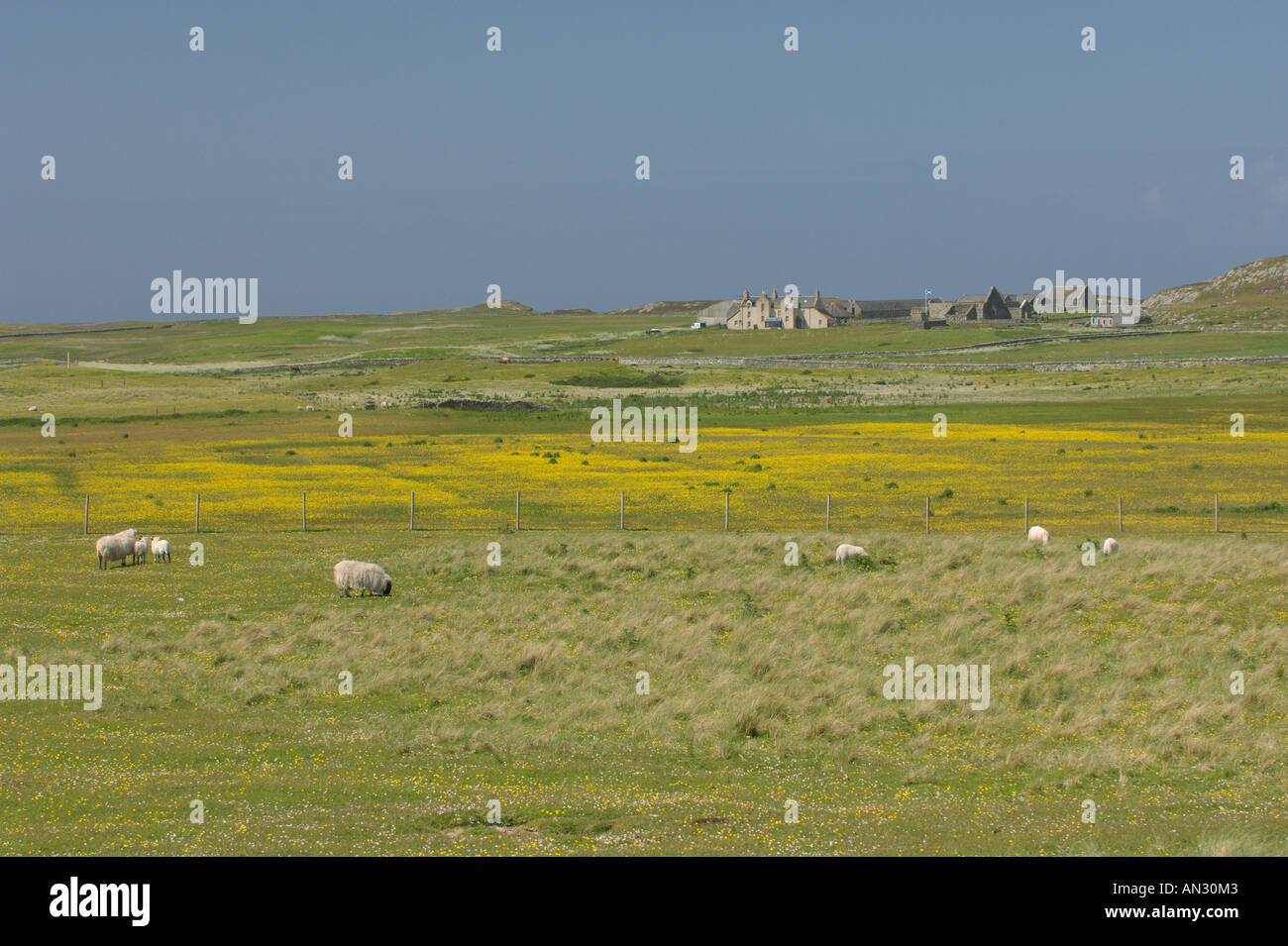 Hebridean sheep colonsay hi-res stock photography and images - Alamy