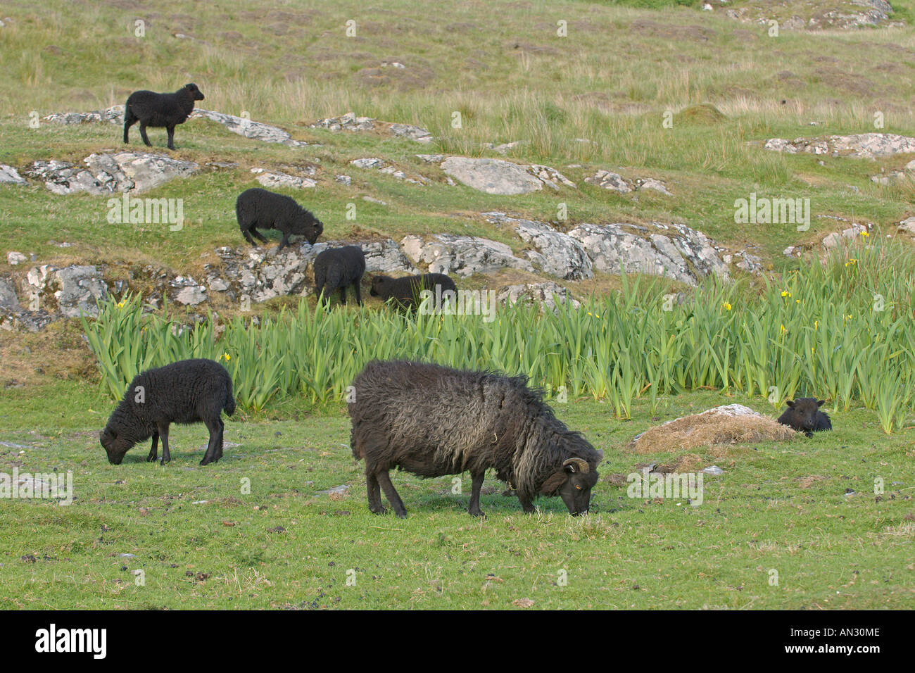 Scottish sheep breeds hi-res stock photography and images - Alamy