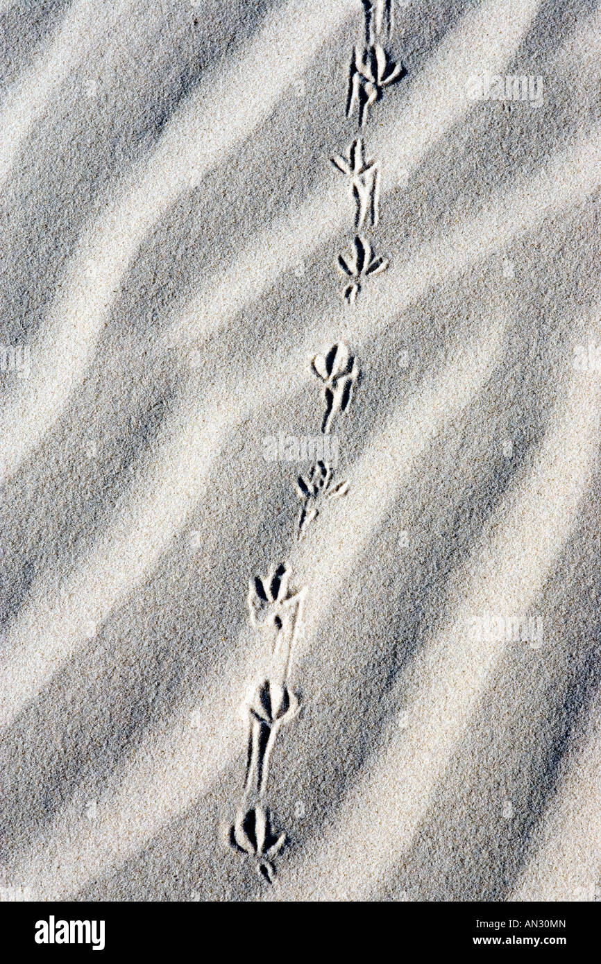 USA, Texas. Bird tracks in the sand at Monahans Sandhills State Park in ...