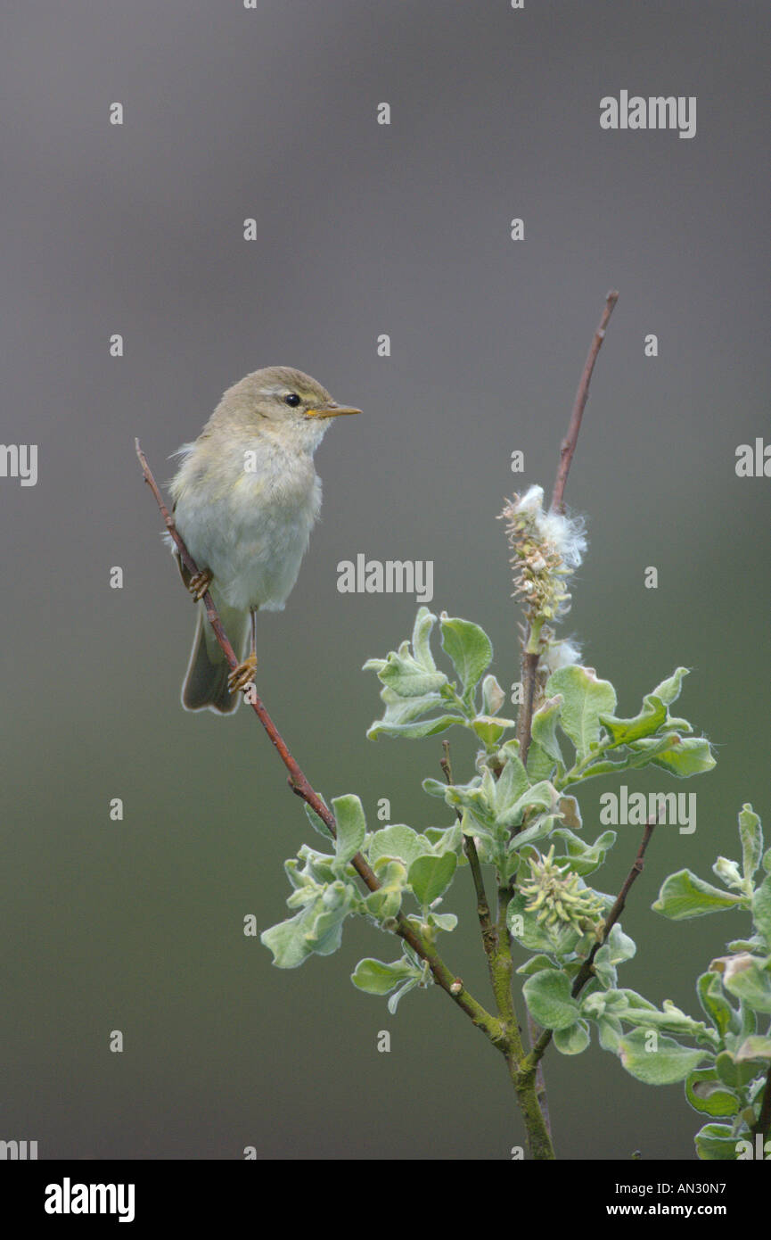 Willow warbler june hi-res stock photography and images - Alamy