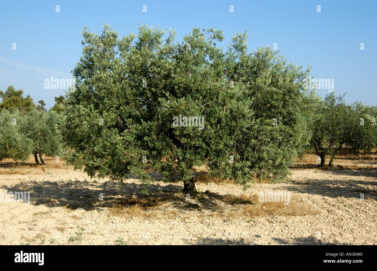 Olive trees in Provence, France, Europe Stock Photo - Alamy