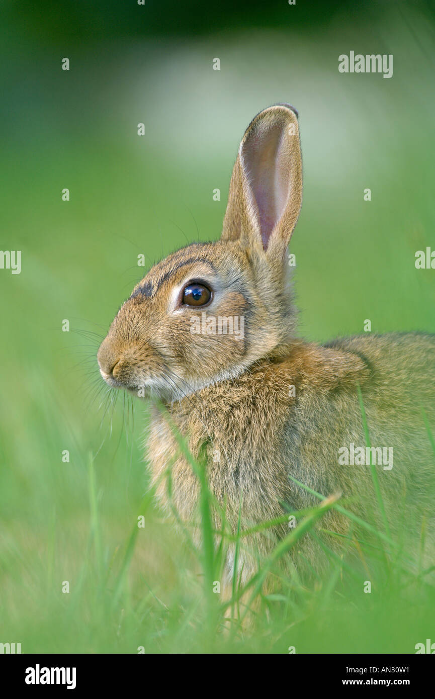 Young rabbit Oryctolagus cuniculus Bedfordshire England July Stock ...