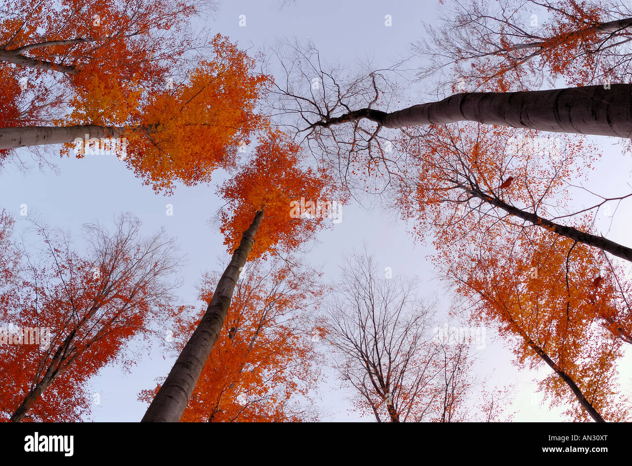 Towering aspen trees in fall against blue sky Stock Photo - Alamy