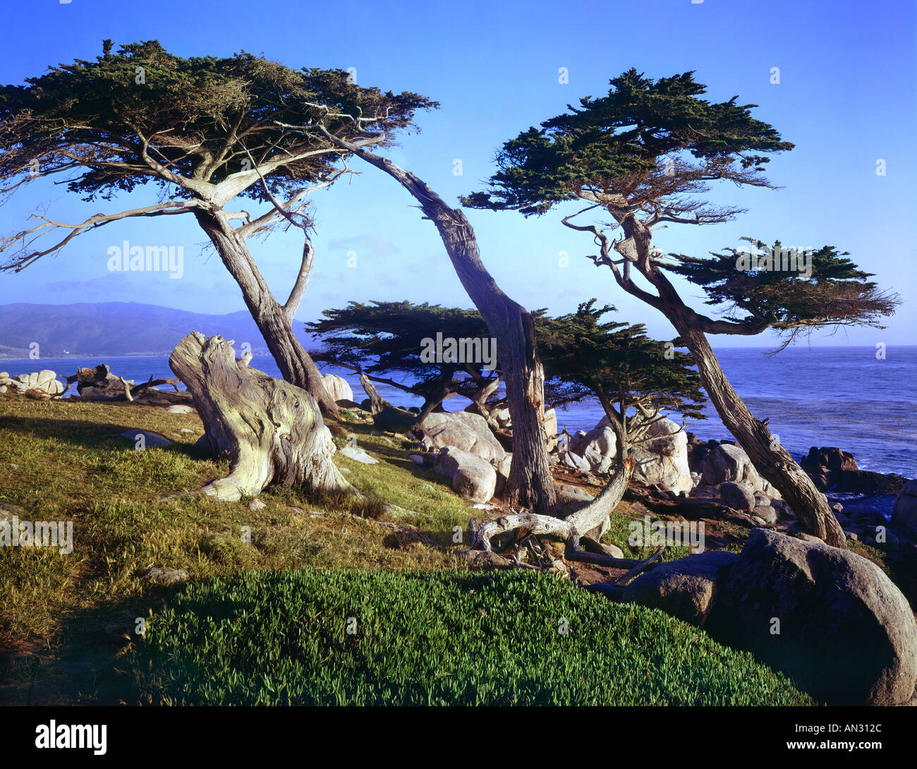 Cypress trees Carmel Monterey Peninsula California USA Stock Photo - Alamy