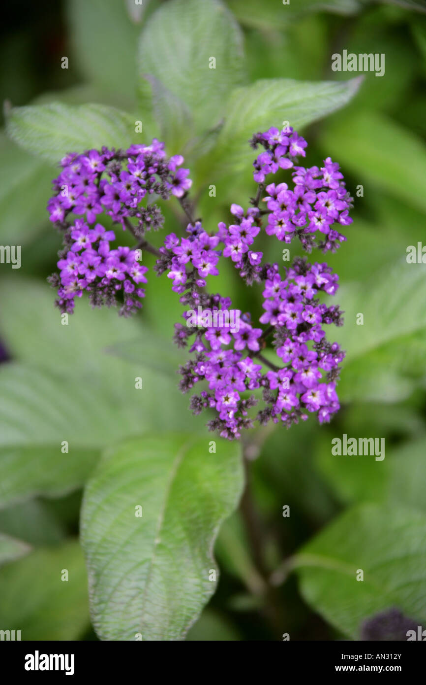 Garden Heliotrope aka Common Heliotrope or Cherry Pie Heliotropium ...