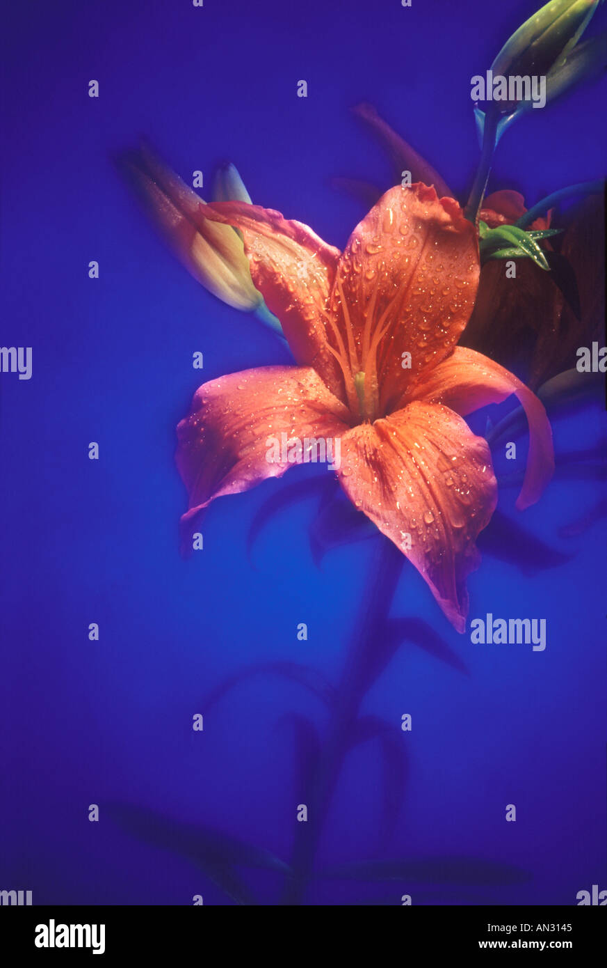 Underside lily leaf hi-res stock photography and images - Alamy