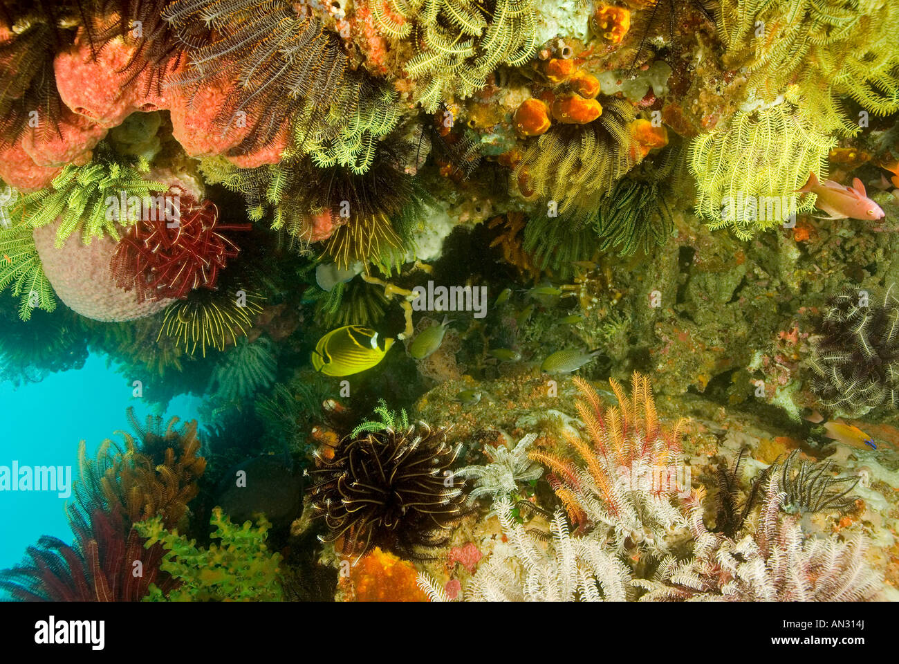 Reef scenic with colorful crinoids Komodo National Park Indonesia Stock ...