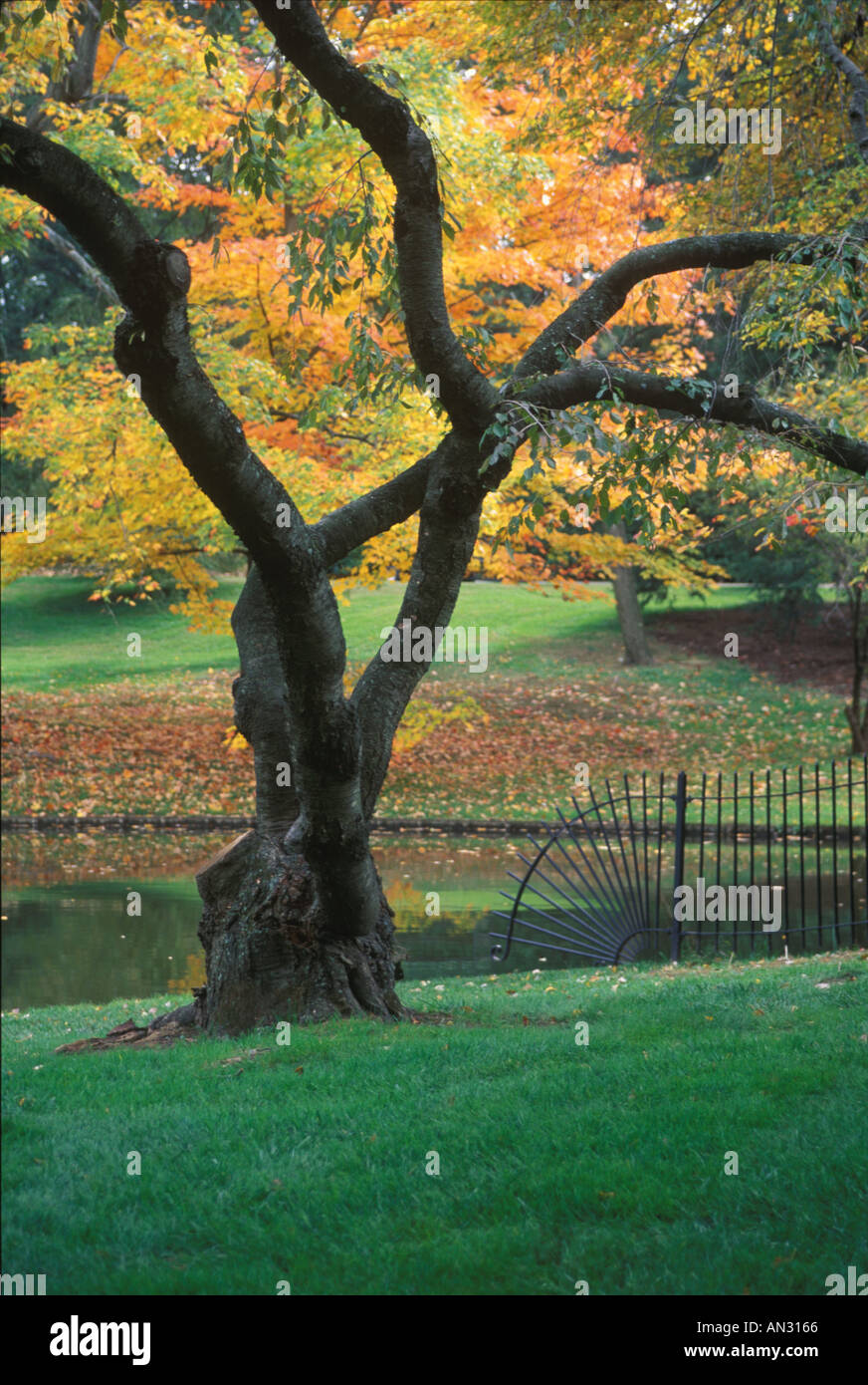 Tree With Fall Colors, Autumn Autumnal Garden View In The Fall Stock ...