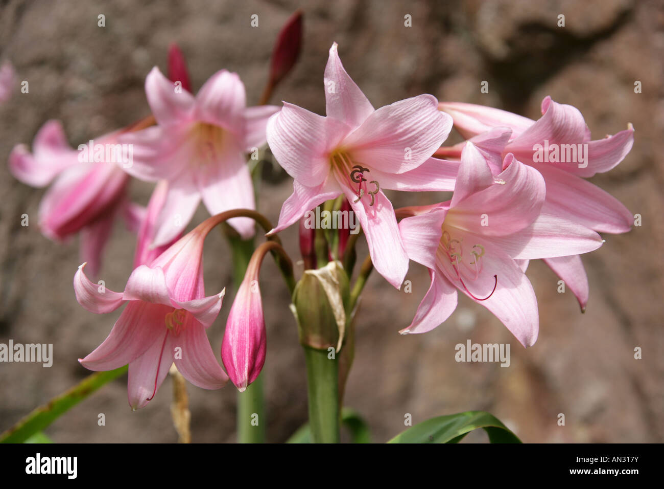 Regal Lily or Royal Lily, Lilium regale, Liliaceae. Native to western ...