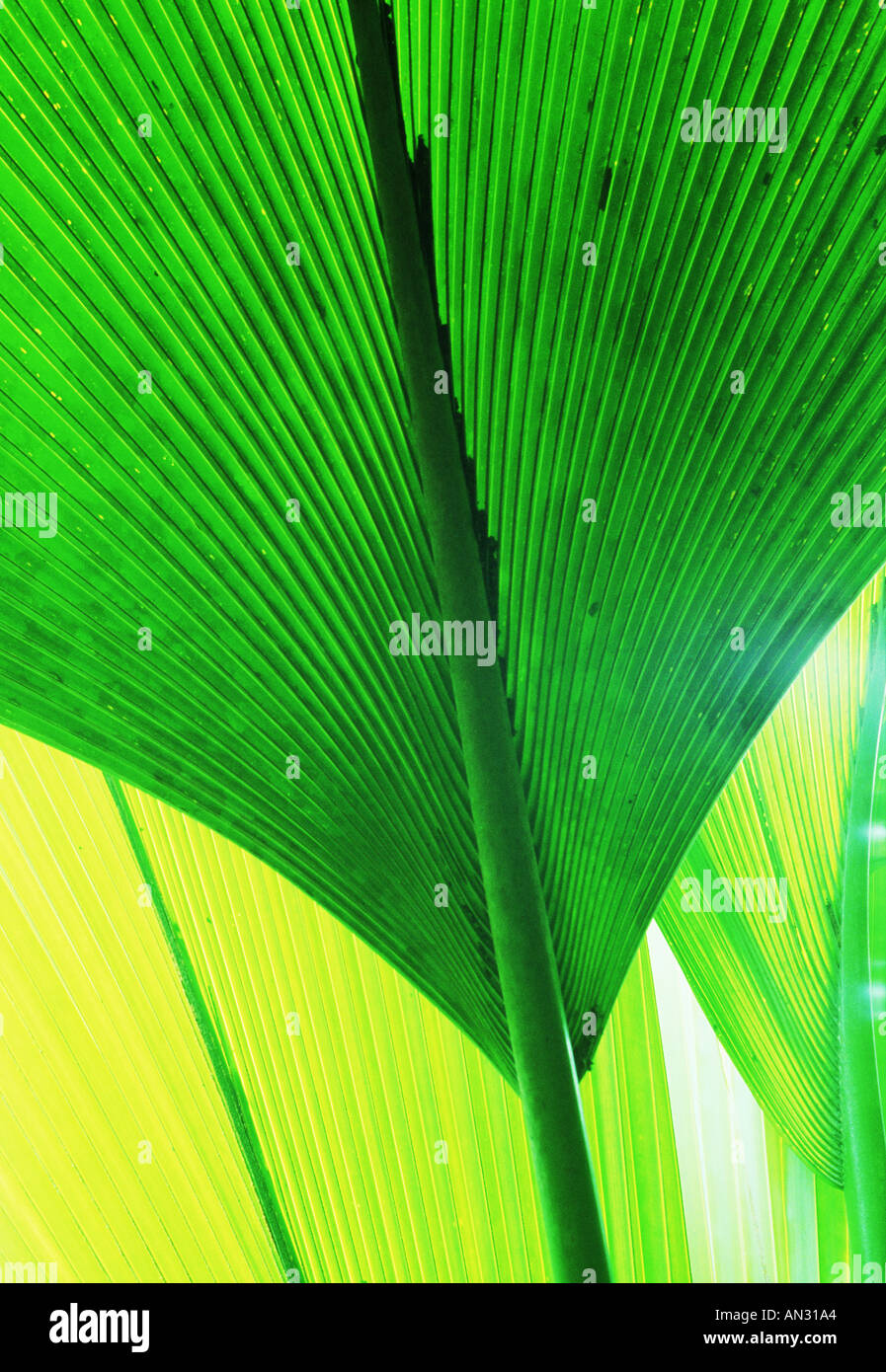 Fan Palm Forest High Resolution Stock Photography and Images - Alamy