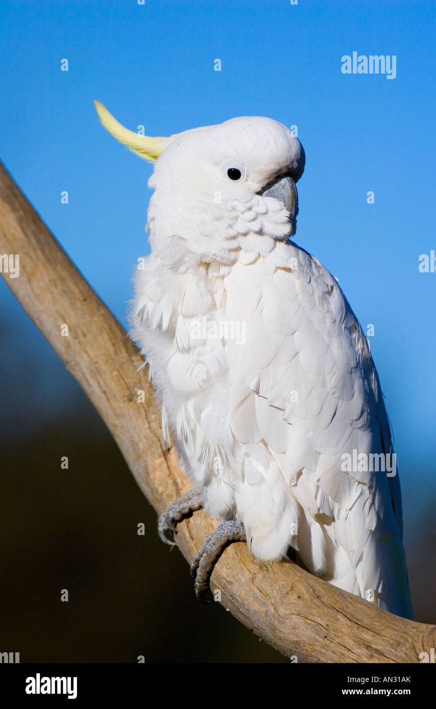 Australian sulfur crested cockatoo Stock Photo - Alamy