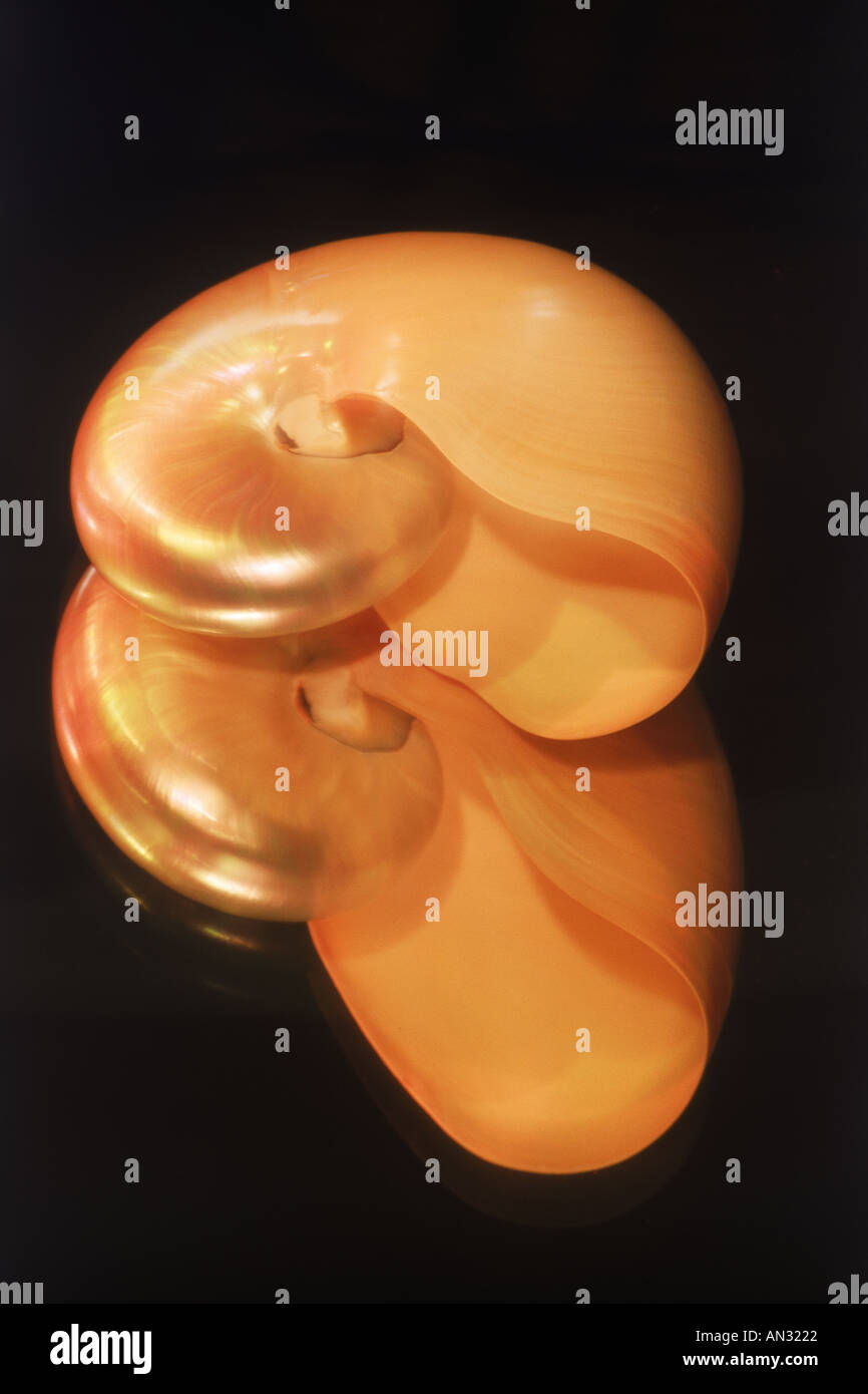 Circular shell hi-res stock photography and images - Alamy