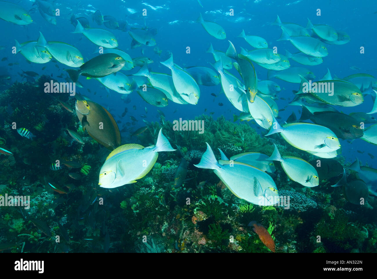 Yellowmask surgeonfish hi-res stock photography and images - Alamy
