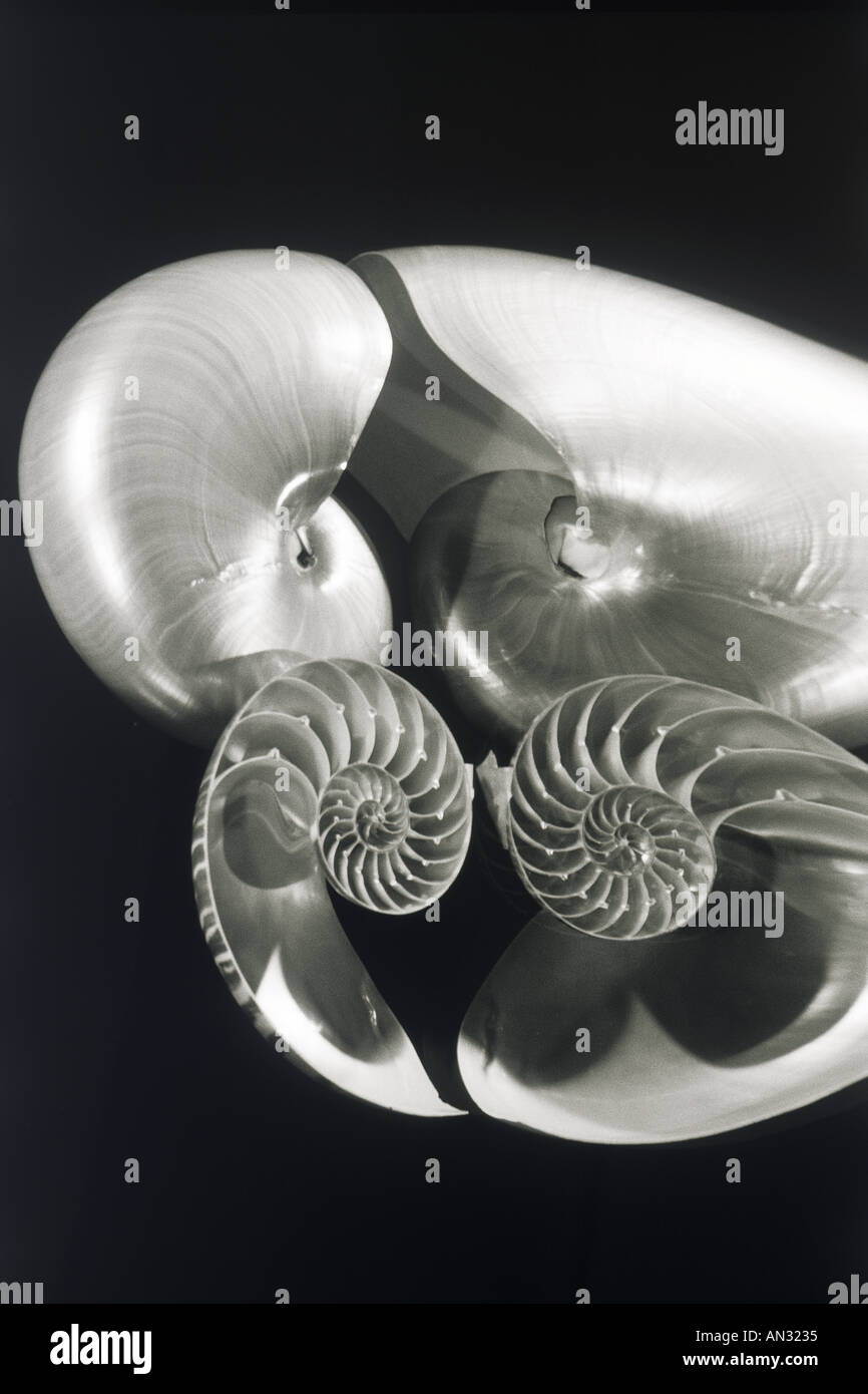 Inside Of Nautilus Shell High Resolution Stock Photography and Images ...