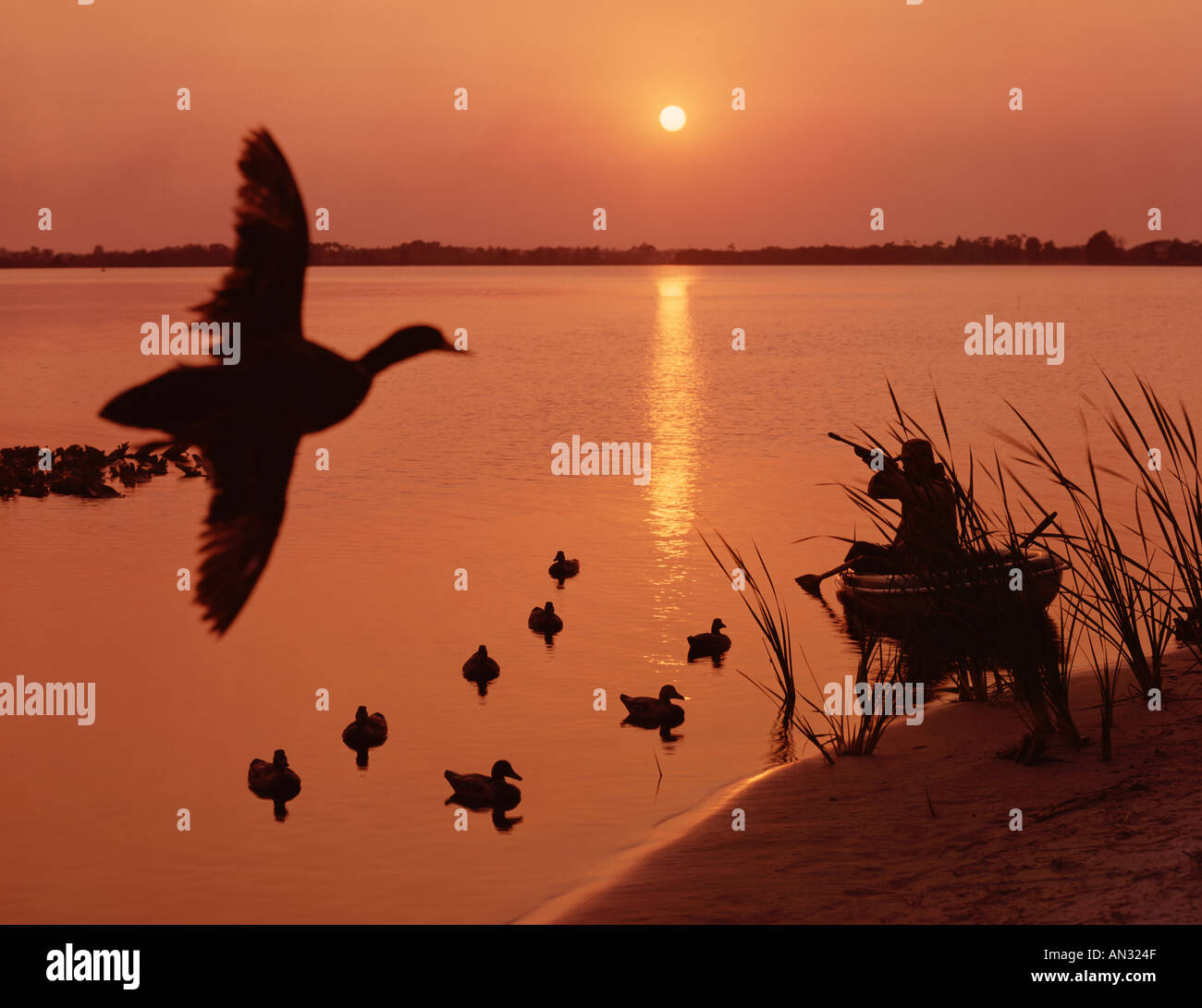 Duck shooting hi-res stock photography and images - Alamy