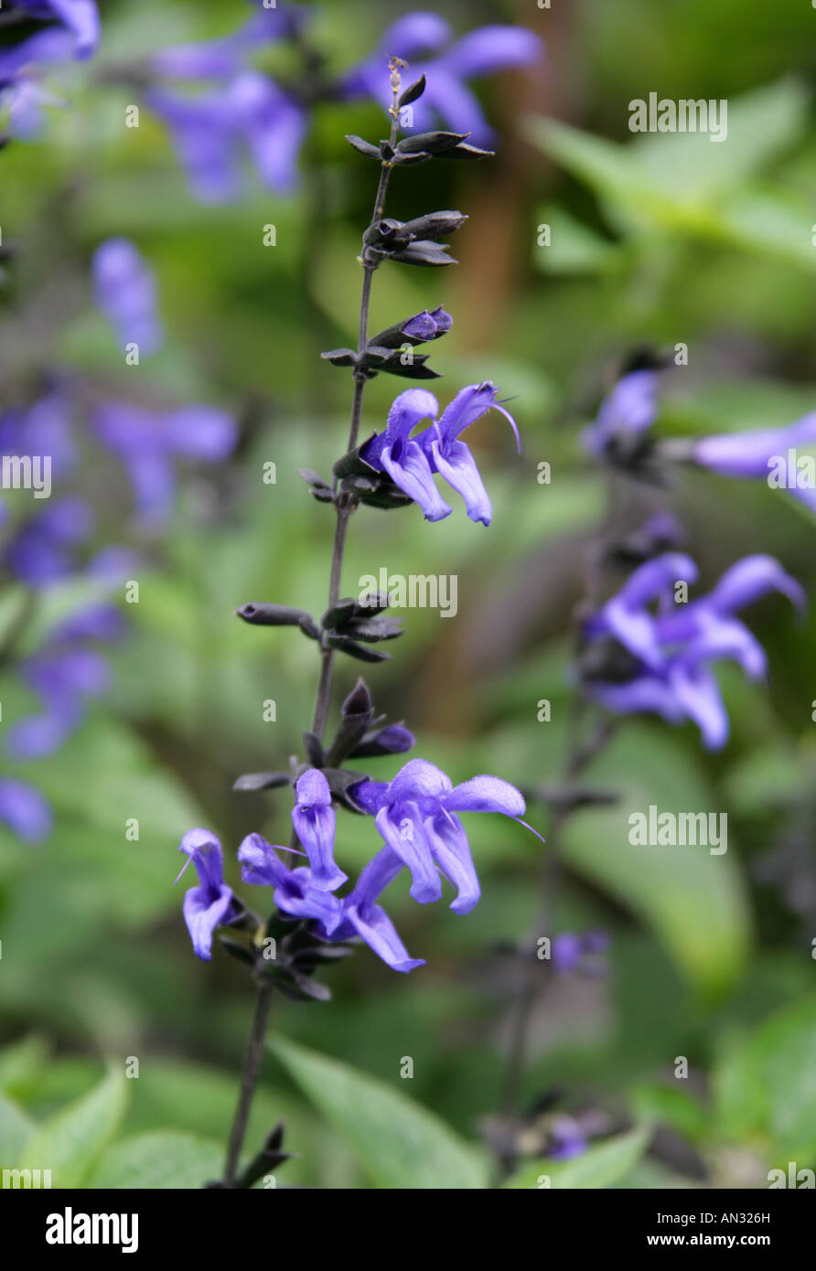 Salvia ambigens hi-res stock photography and images - Alamy