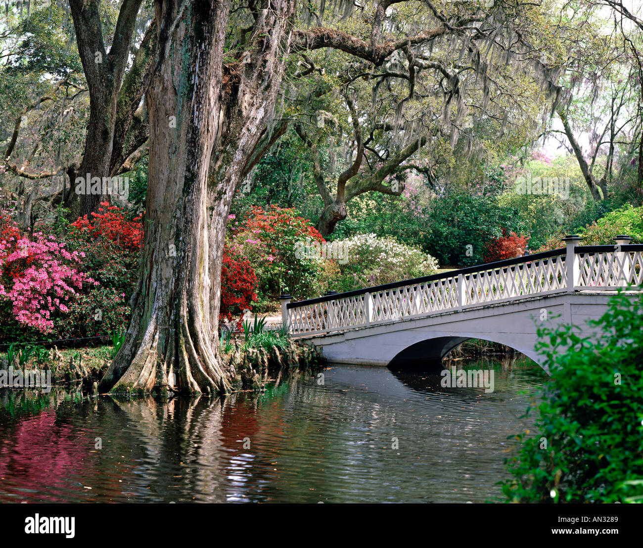Magnolia Gardens Charleston Sc